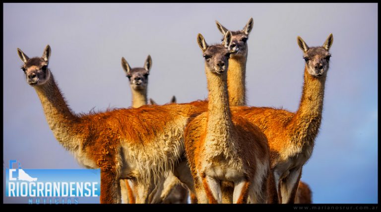 Miden características de la carne de guanaco - El Riograndense